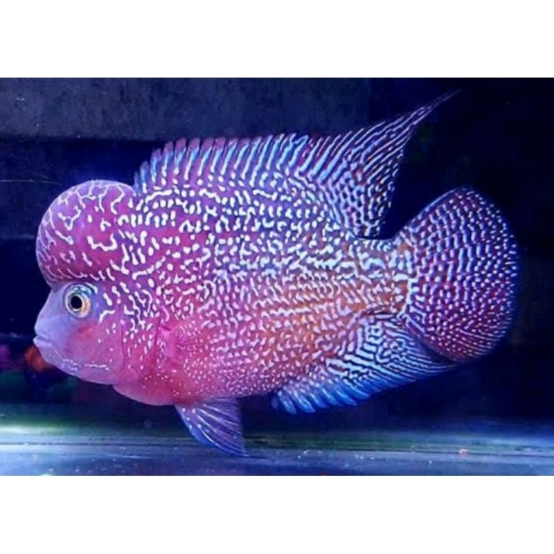 Jual ikan predator ikan lohan cencu x gb ikan hias aquarium | Shopee ...