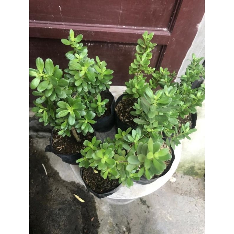 Jual (2 pohon) Santigi mawar | Shopee Indonesia