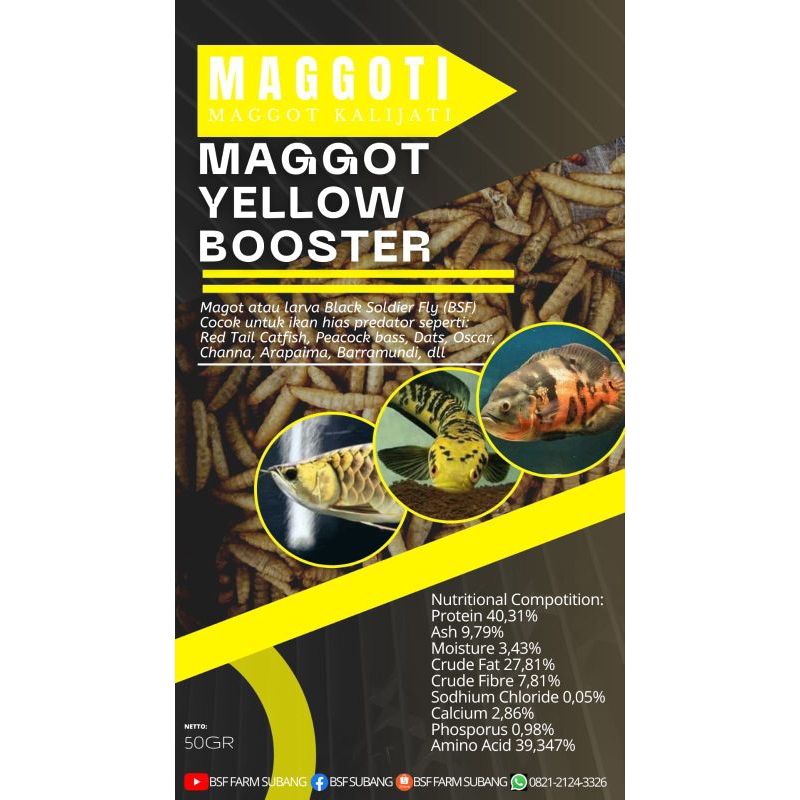Jual Maggot bsf maggot kering pakan ikan predator louhan Channa arwana ...