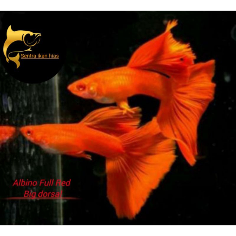 Jual Ikan Hias Guppy albino full Red Big Dorsal Hiasan aquarium | Shopee Indonesia