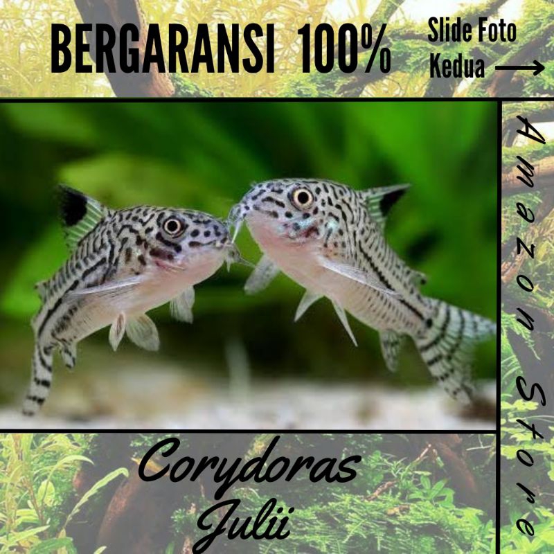 Jual Ikan Corydoras Juli | Shopee Indonesia