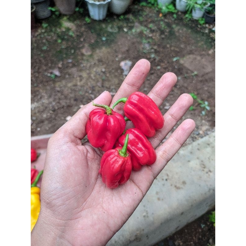 Jual Benih / biji cabe katokkon toraja isi 25 butir | Shopee Indonesia