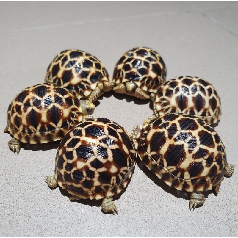 Jual Burmese Star / Burmesestar | Shopee Indonesia