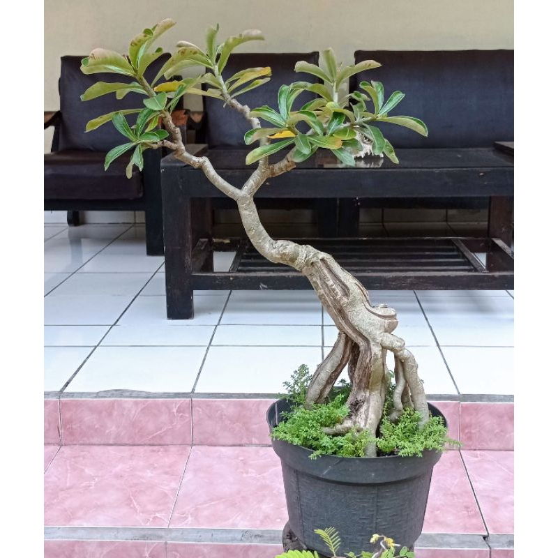 Jual Bahan Bonsai Adenium Unik Bonsai Adenium Berkarakter Sesuai