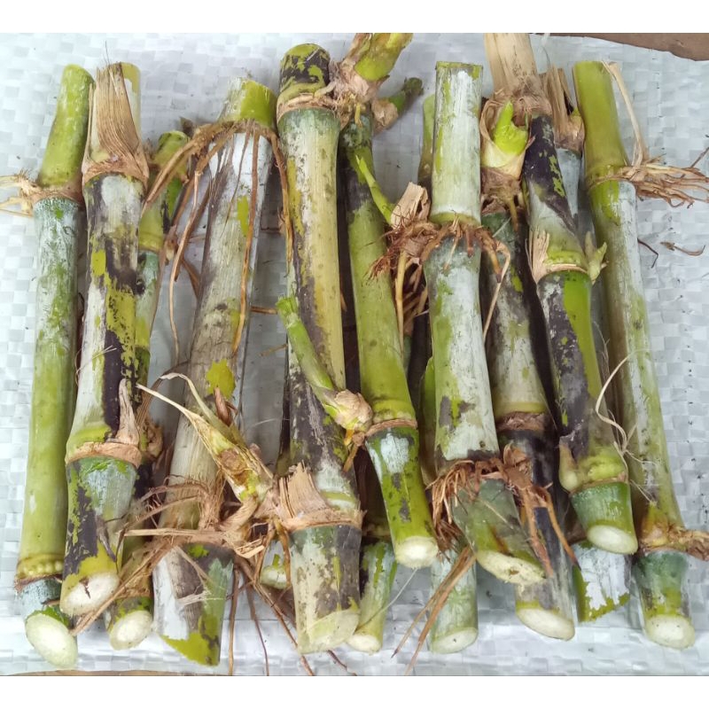 Jual BIBIT RUMPUT PAKCONG 1 KG PAKCHONG KUWALITAS SUPER | Shopee Indonesia