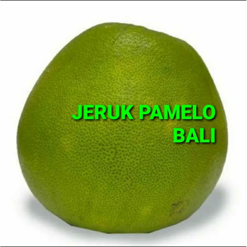 Jual JERUK PAMELO BALI KHUSUS PARA SULTAN 1 KG (PREMIUM QUALITY ...