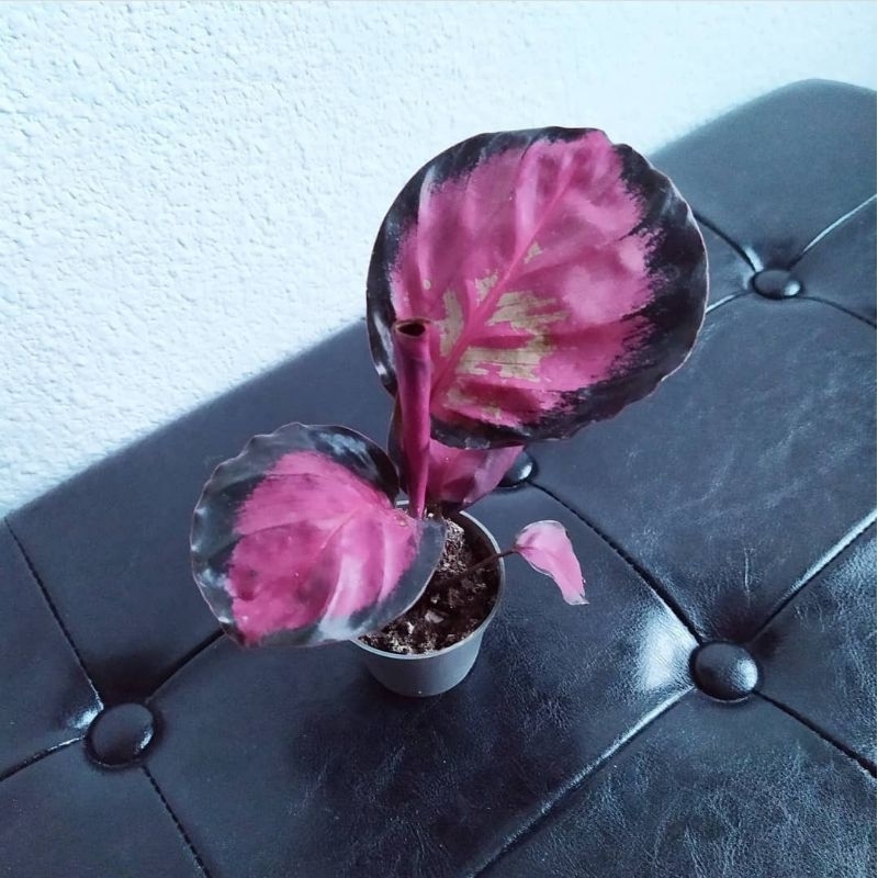 Jual Calathea Pink Jessy - Tanaman Calathea Pink Jessy - Calathea Pink ... Jual Calathea Pink Jessy - Tanaman Calathea Pink Jessy - Calathea Pink ...