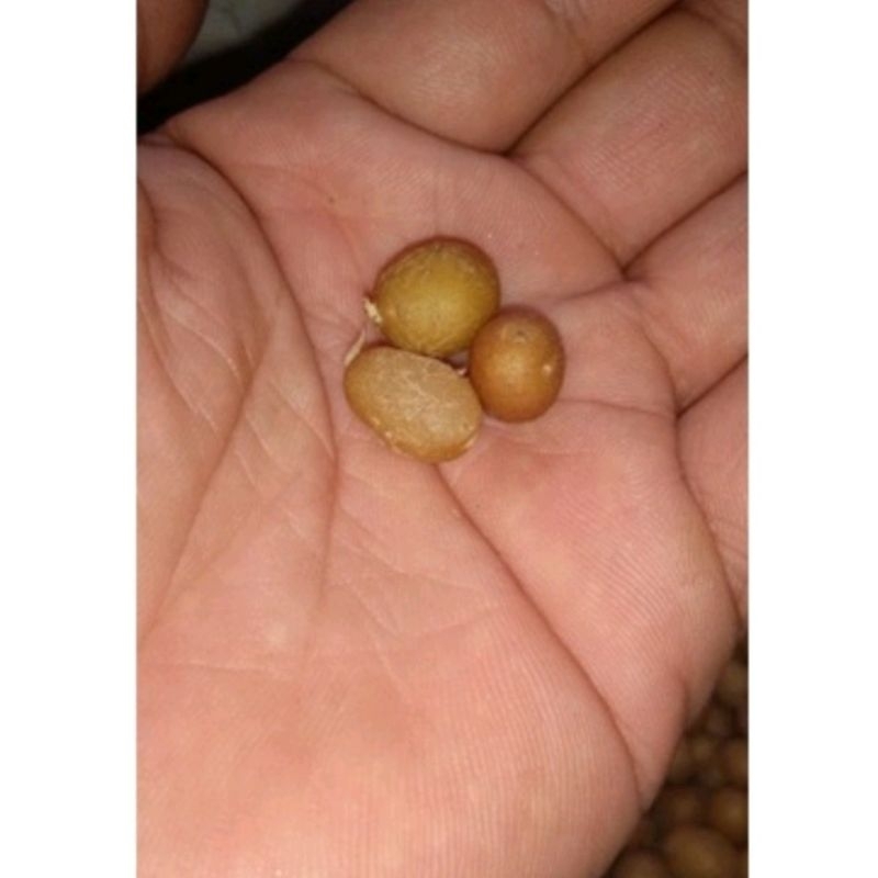 Jual BIBIT BENIH KENTANG G0 GRANOLA L UKURAN PILUS SIAP TANAM ...