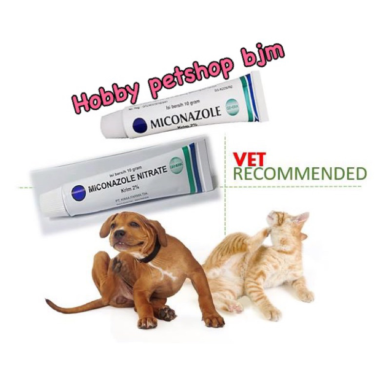 Jual Salep miconazole 10g - obat jamur luka infeksi kulit kucing anjing ...