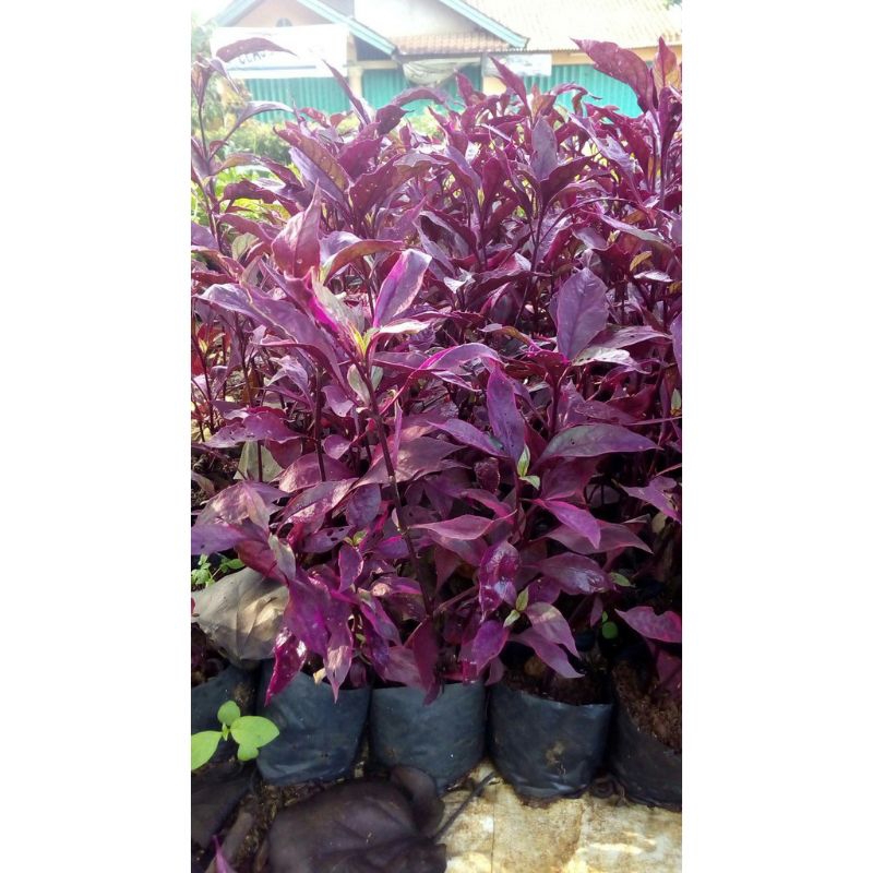 Jual Tanaman Ervah , Erfah , Bayem merah , Little Ruby | Shopee Indonesia
