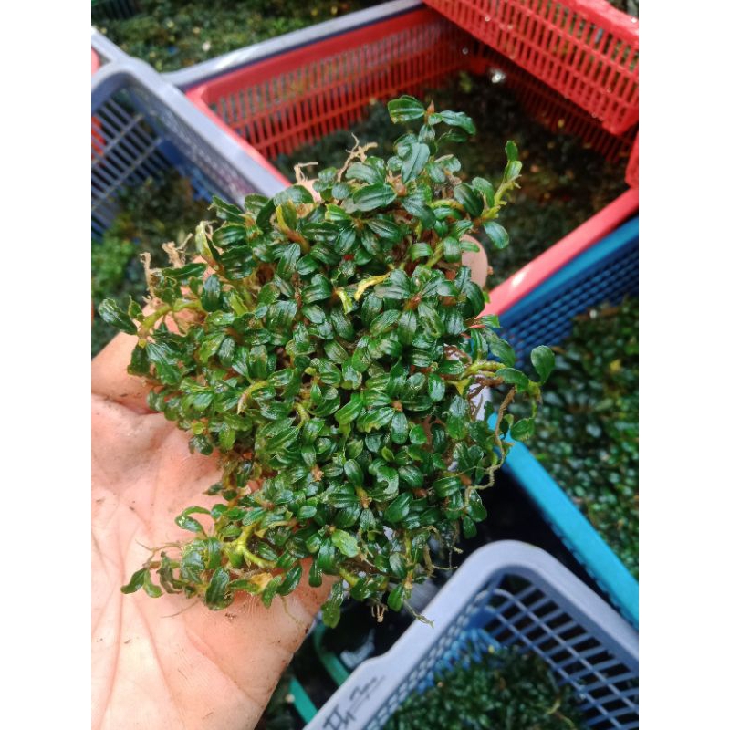 Jual Bucephalandra super mini | Shopee Indonesia
