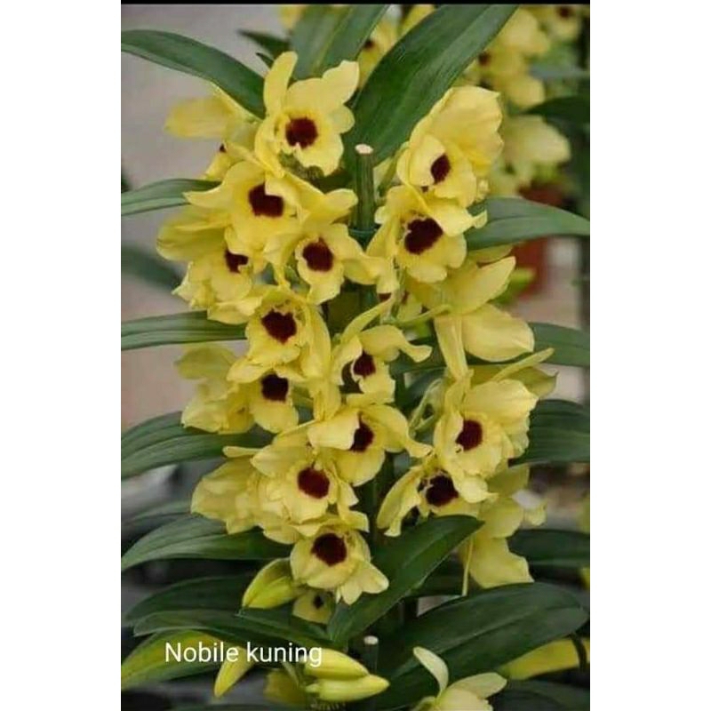 Jual anggrek bibit botol dendrobium nobile lagi viral di dunia anggrek ...