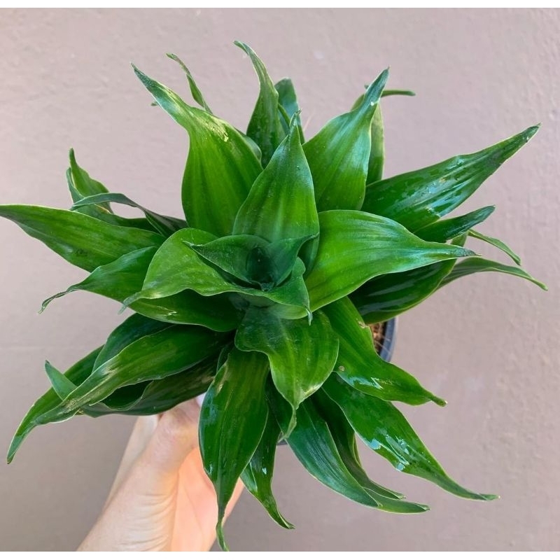 Jual [BISA COD] tanaman Cordyline dracena Compacta tanaman hanjuang hijau tanaman hanjuang ...