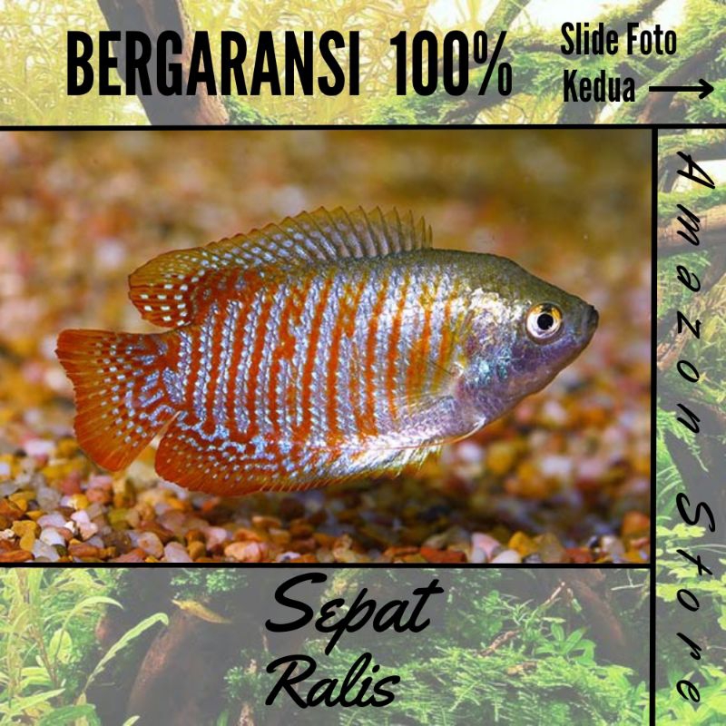 Jual Ikan sepat Ralis | Shopee Indonesia