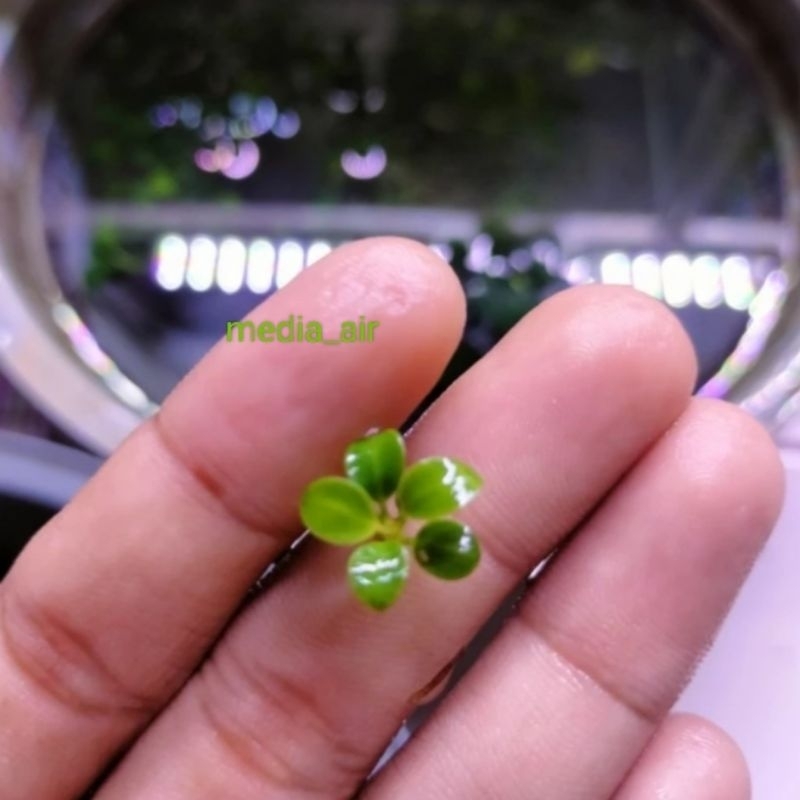 Jual anubias petite micro / anubias petite mini tanaman aquascape ...