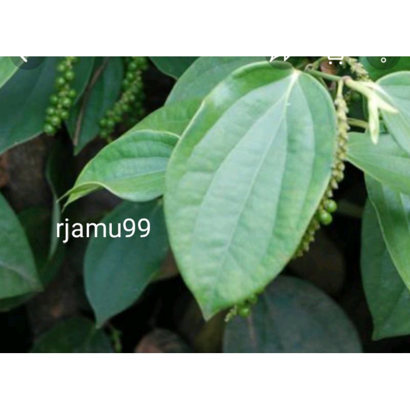 Jual Daun lada,mrica segar | Shopee Indonesia