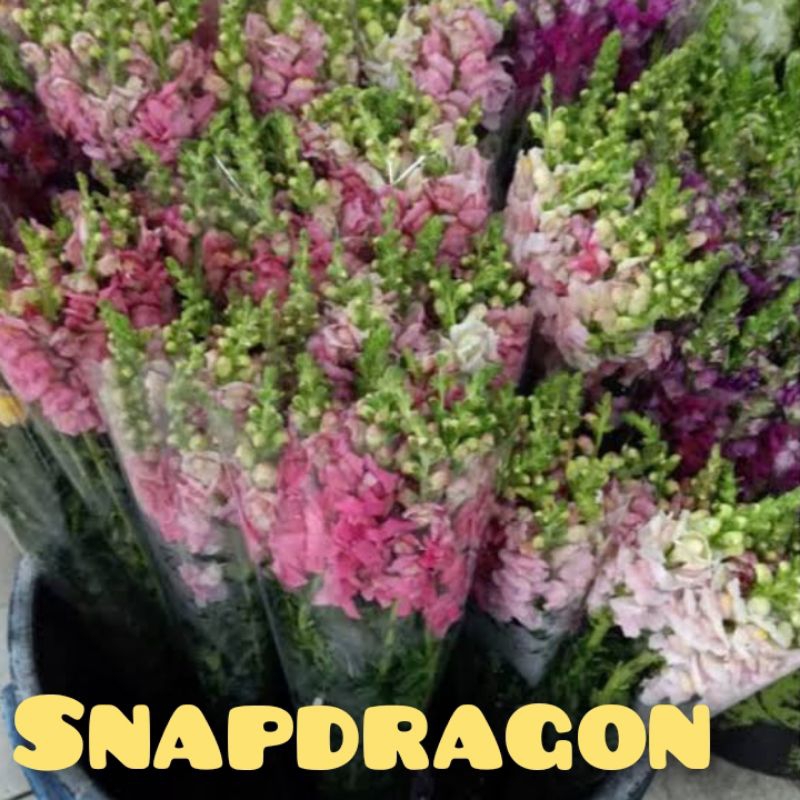 Jual Bunga SNAPDRAGON 10 tangkai Bunga Potong Segar warna Random ...