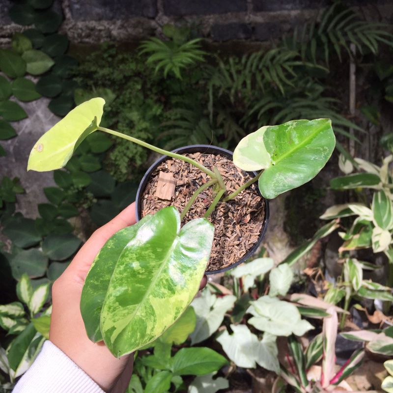 Jual burlemarx varigata / burlemark varigata | Shopee Indonesia