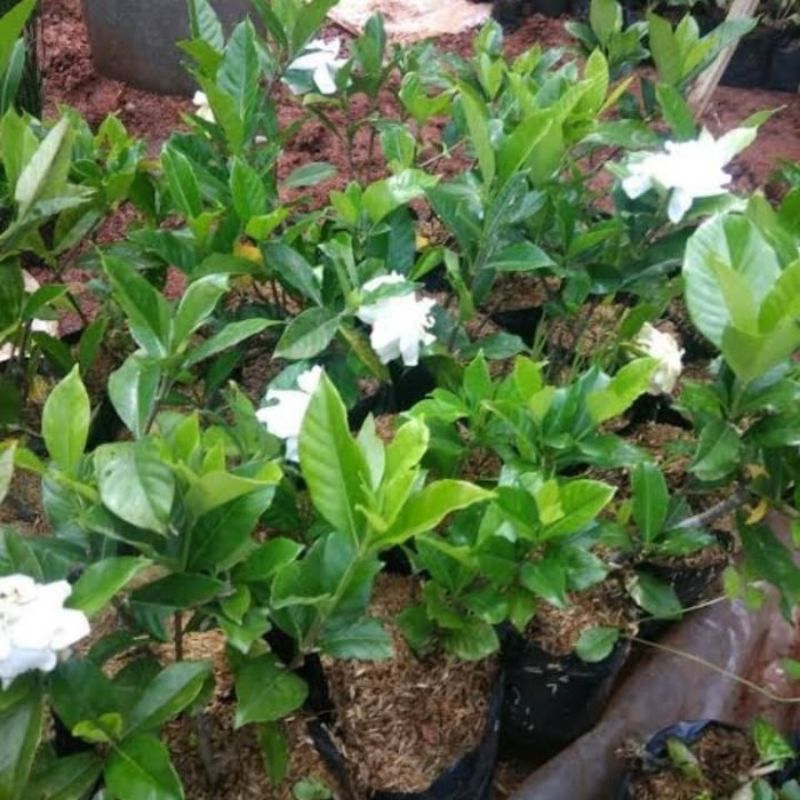Jual bibit bunga ceplok piring bibit super dan wangi semerbak | Shopee ...