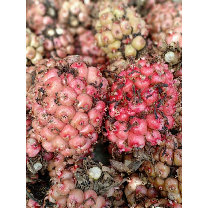 Jual BUAH HONJE/ KECOMBRANG 5 KG | Shopee Indonesia