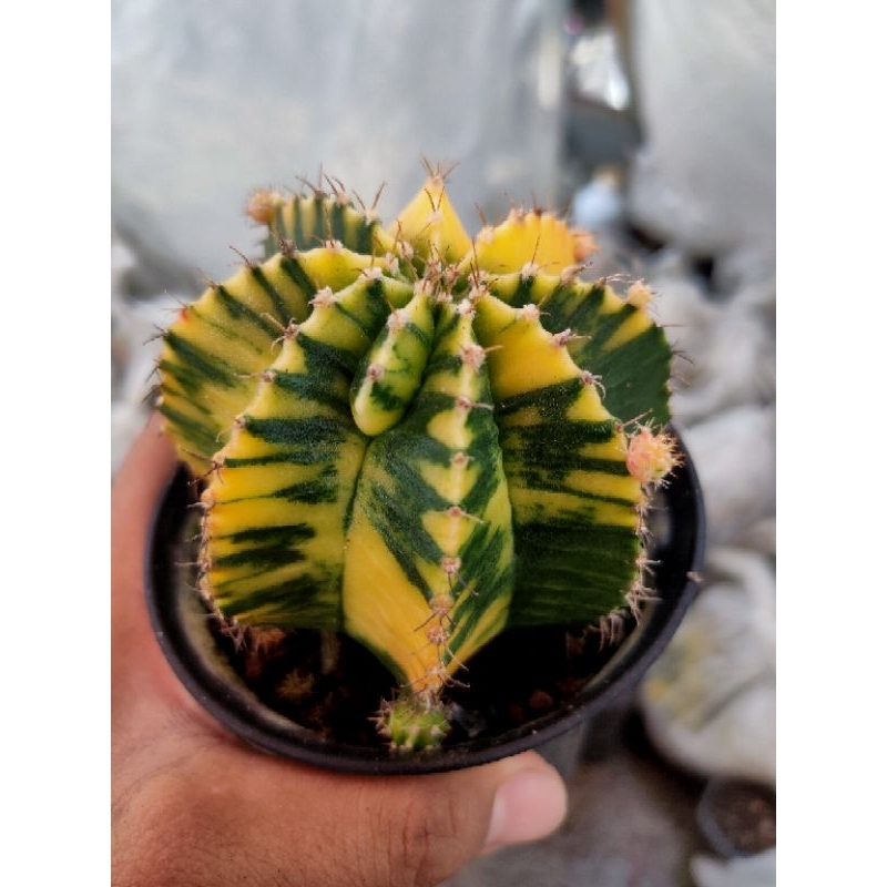 Jual LB 2178 HYBRID VARIGATA//POTELAN//KAKTUS//GYMNOCALYCIUM ...