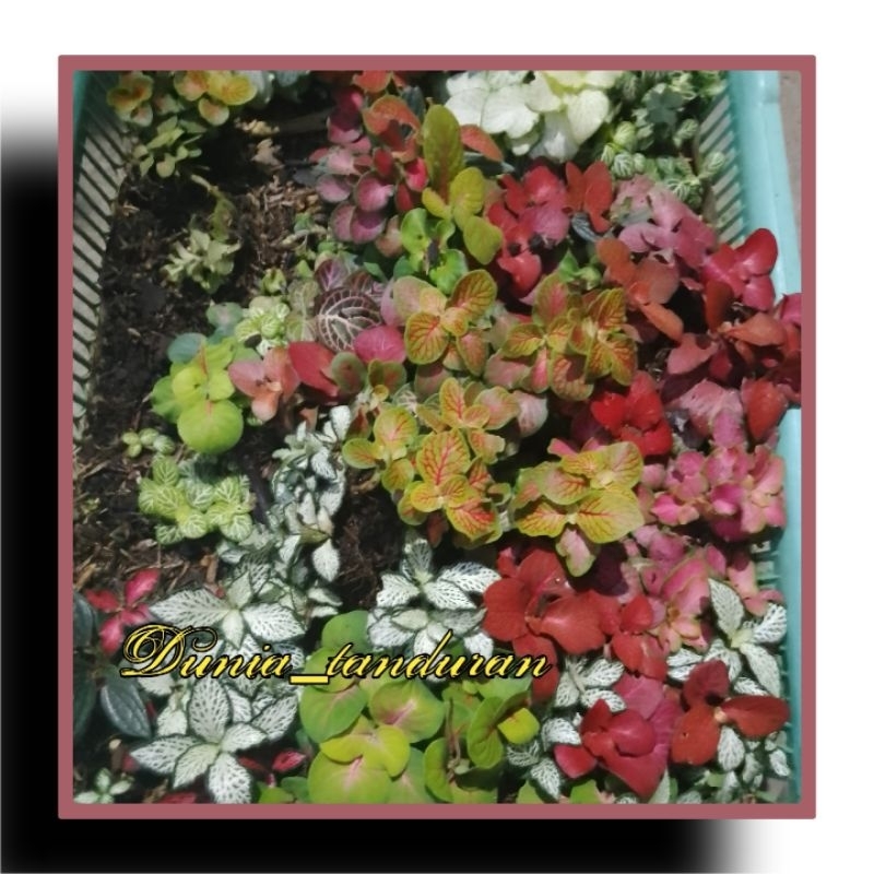 Jual Fitonia Albivenis banyak pilihan warna | Shopee Indonesia