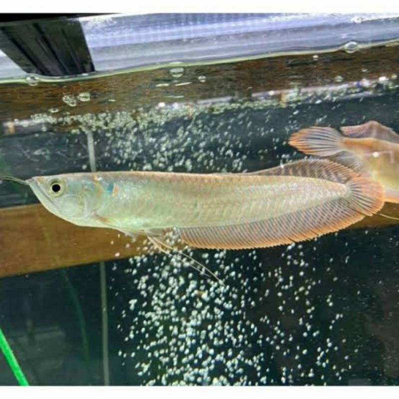 Jual ikan hias arwana silver brazil | Shopee Indonesia
