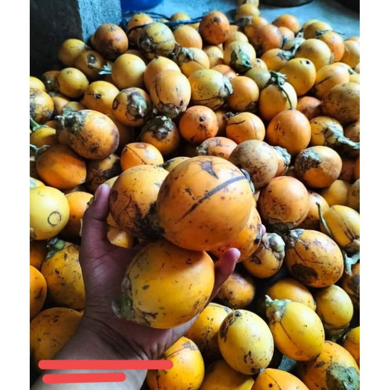 Jual BUAH PINANG TUA KUNING jambe Wangi 1 KG | Shopee Indonesia