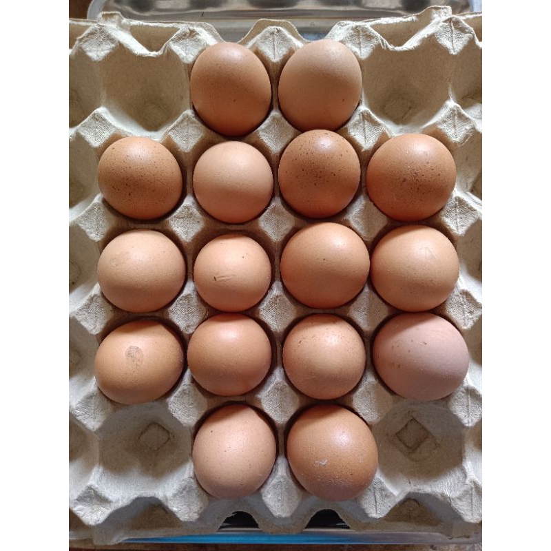 Jual Telur Ayam Negeri 10 Butir | Shopee Indonesia