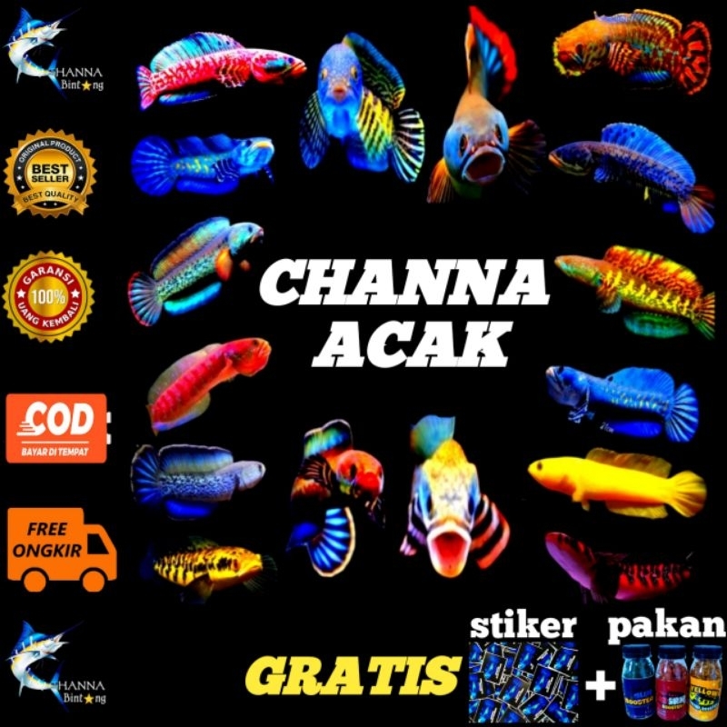Jual CHANNA JUMBO All Varian Dor-prize Channa jumbo | Shopee Indonesia