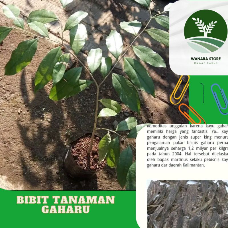 Jual Bibit Kayu Gaharu Super Banyak Manfaat | Shopee Indonesia