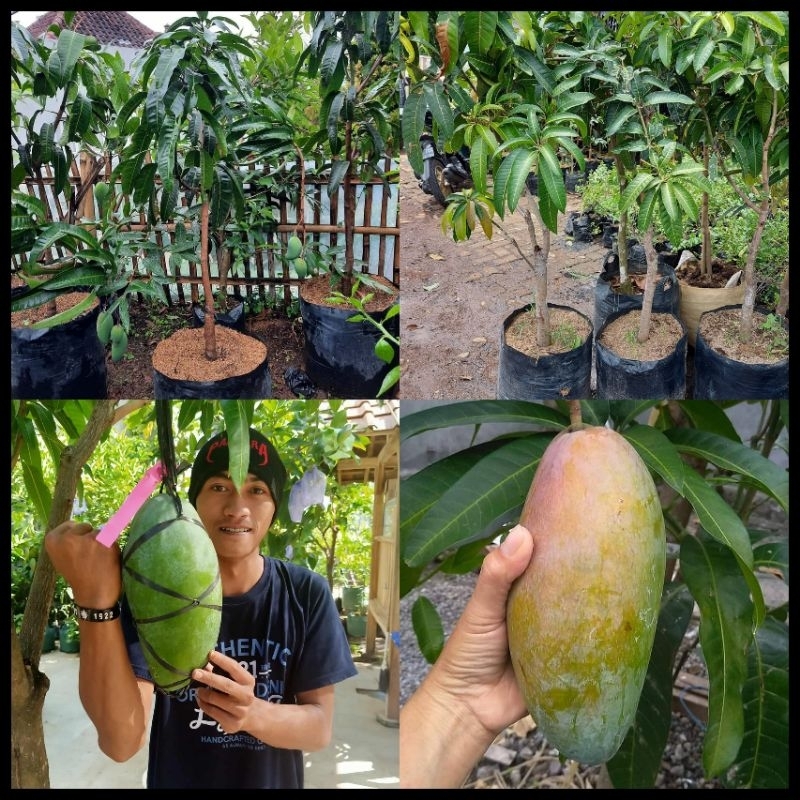 Jual Bibit Mangga Kiojay Orginal Tinggi 1 Meter Batang Besar Cepat ...