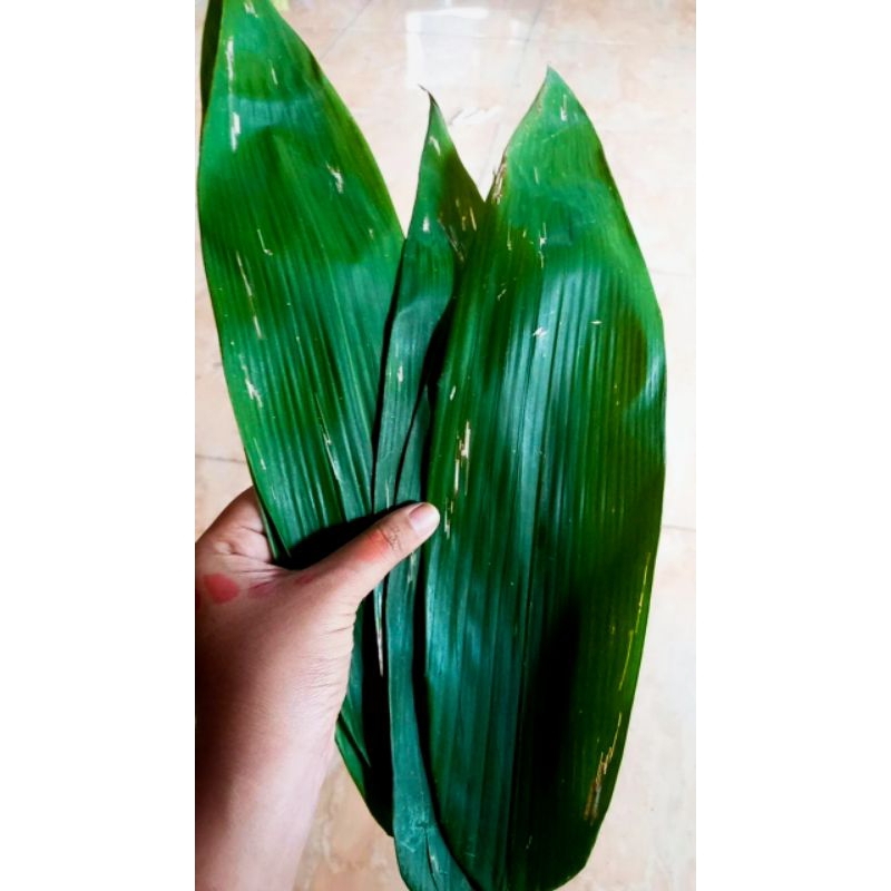 Jual DAUN BAKCANG/DAUNBAMBU SEGAR /PEMBUNGKUS BAKCANG / DAUN BAMBU ...