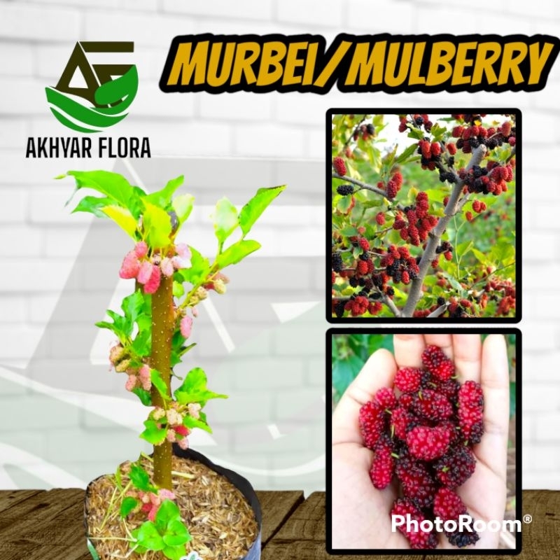 Jual Tanaman Buah Murbei Bibit Buah Murbey Buah Besaran Mulberry ...