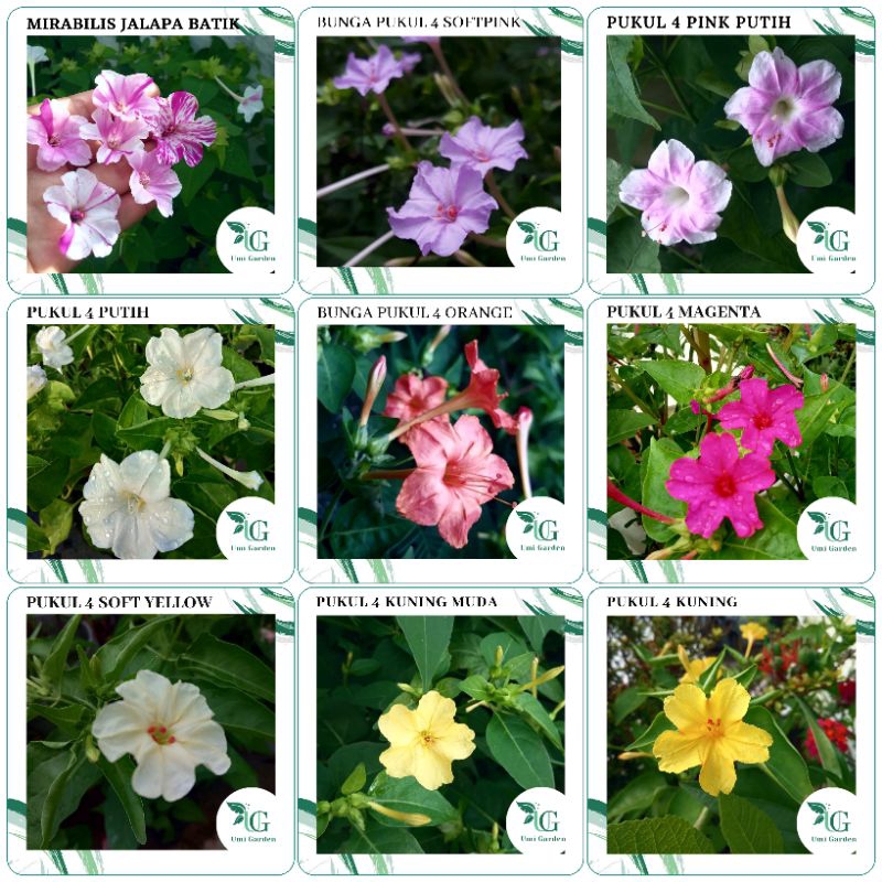 Jual 5 Biji Aneka Warna Benih Bunga Pukul 4 Mirabilis Jalapa Biji Benih ...