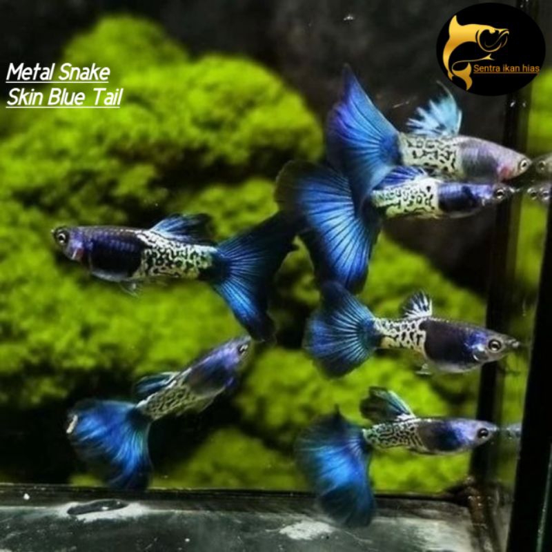 Jual Ikan Hias Guppy Metal Snake Skin Blue Tail Hiasan aquarium ...