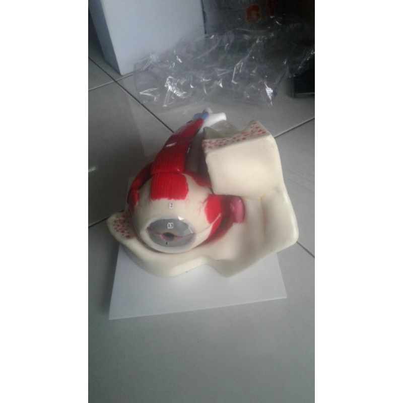 Jual PHANTOM ANATOMI MODEL MATA | Shopee Indonesia