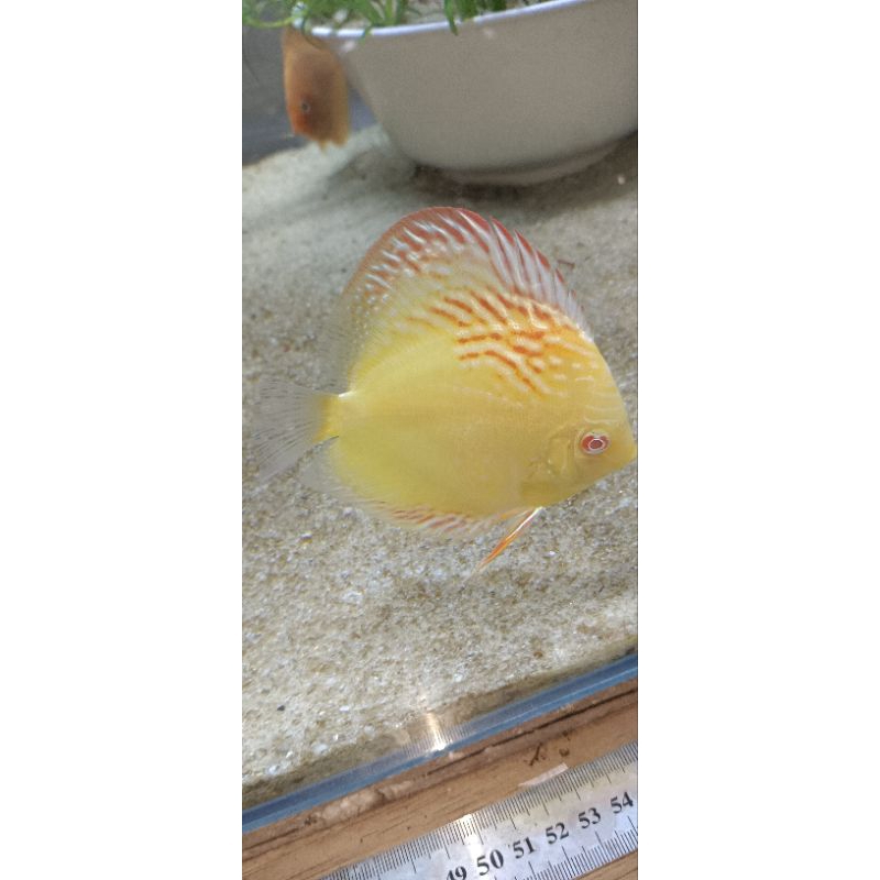 Jual Ikan Discus Albino malboro | Shopee Indonesia