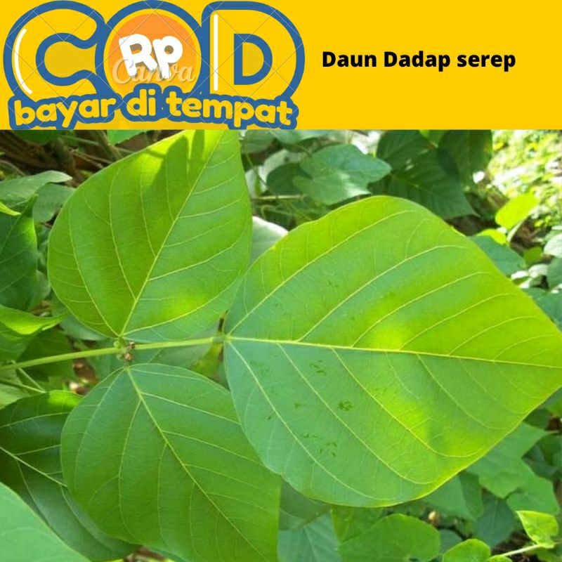 Jual daun Dadap serep dipetik saat dipesan perlembar | Shopee Indonesia