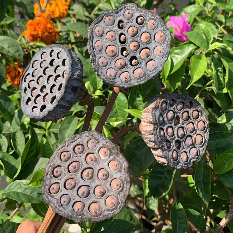 Jual Lotus Seeds | Biji Lotus | Biji Teratai Kering | Lotus In Shell ...