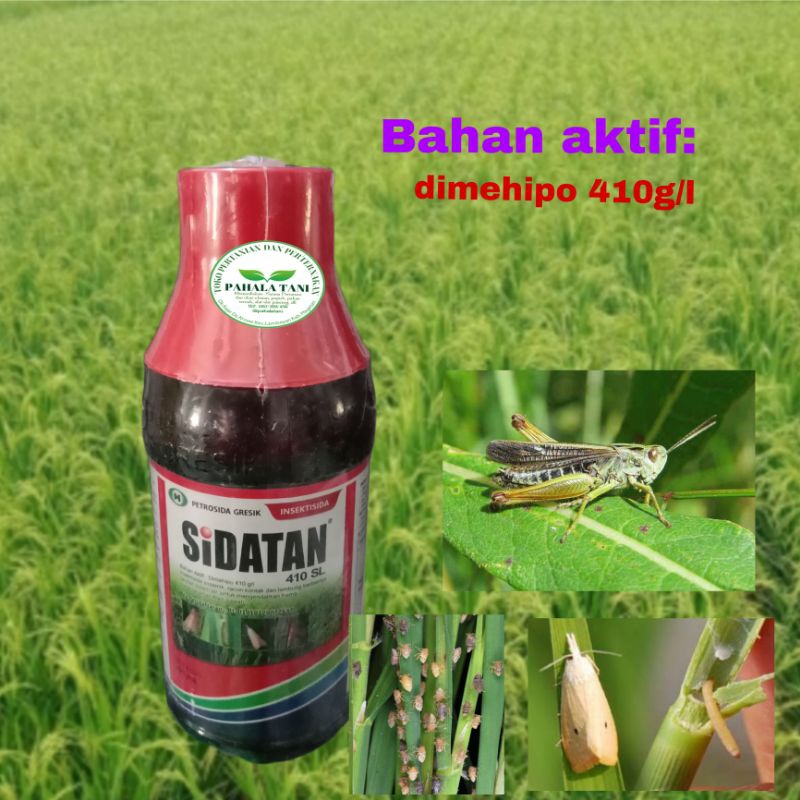 Jual SIDATAN 410SL/dimehipo/hama belalang/penggerek batang/potong leher ...