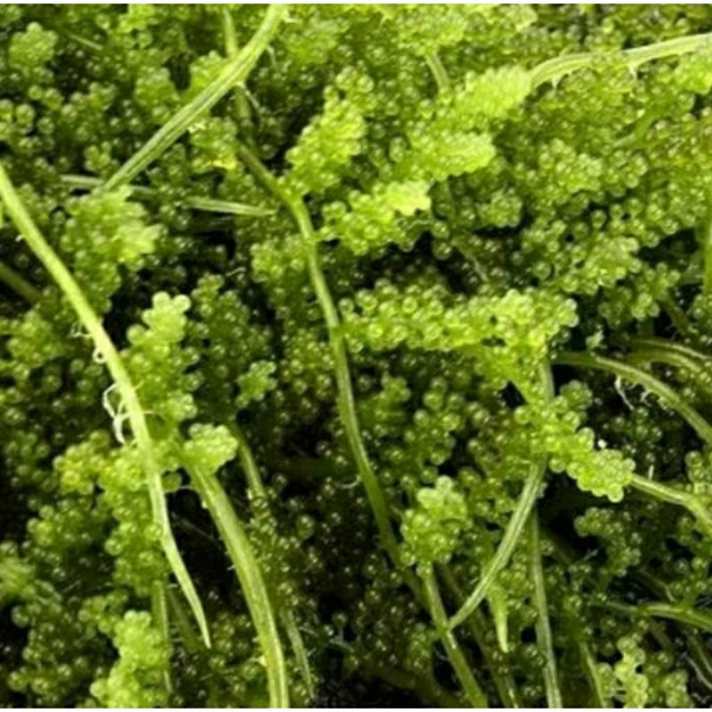 Jual Anggur laut/latoh (250gr) | Shopee Indonesia