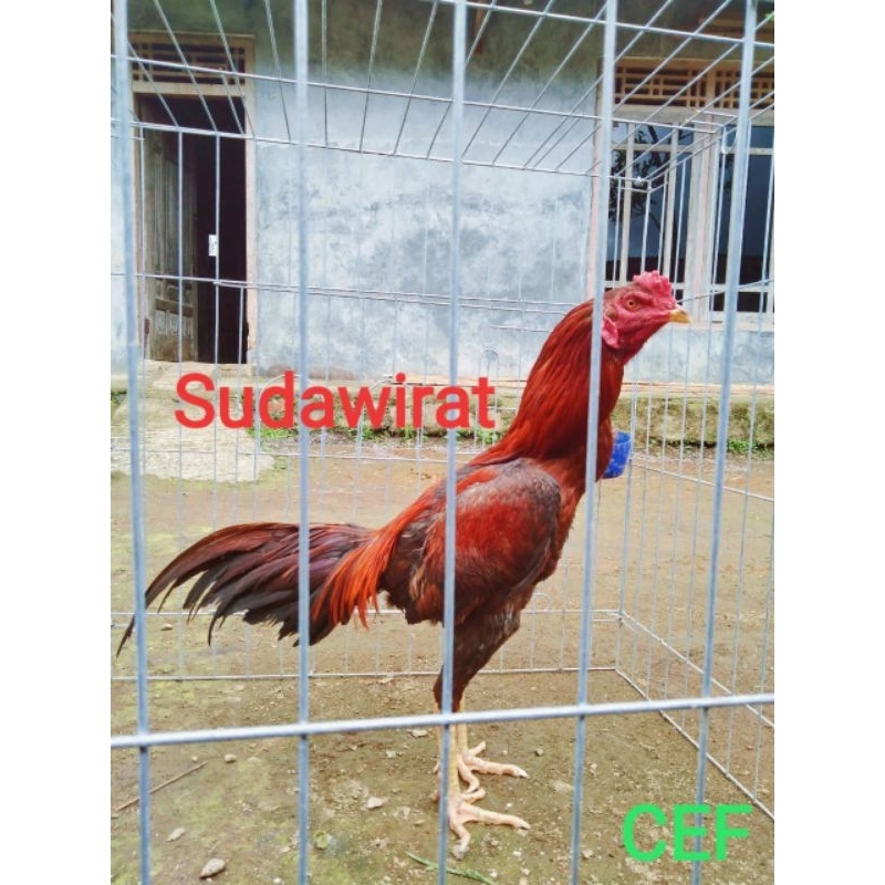 Jual Telur Tetas Ayam Bangkok Pakhoy - BK PAKOY Fighter Speed Power | Shopee Indonesia