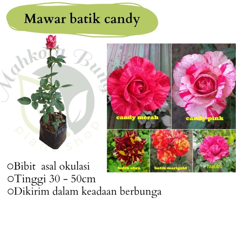 Jual Tanaman mawar batik candy | Shopee Indonesia