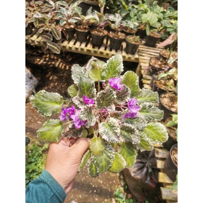 Jual Tanaman hias Vioces variegata bunga ungu / bunga violces violet ...