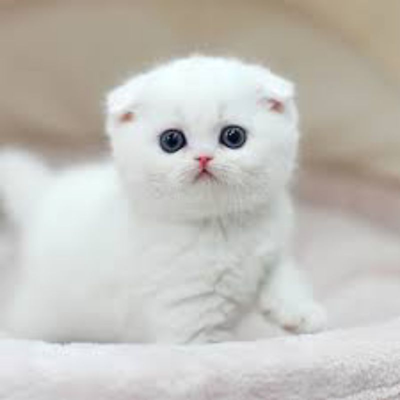 Jual KUCING KITTEN SCOTTISH FOLD WHITE | Shopee Indonesia