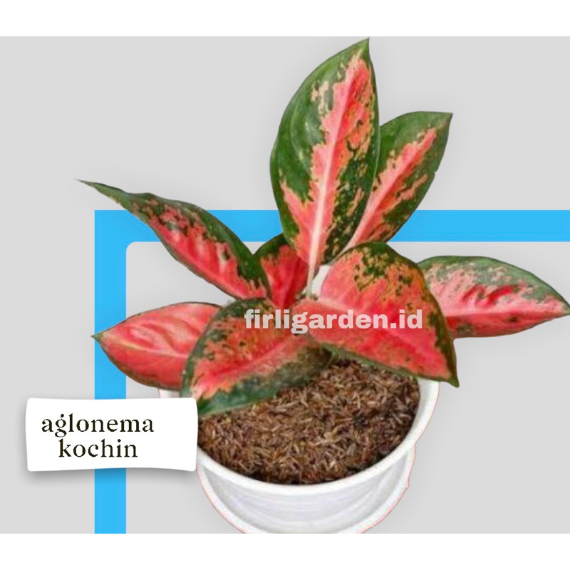 Jual Tanaman aglonema berdaun 5-10 rimbun/RED ANJA AGLONEMA / Pohon ...