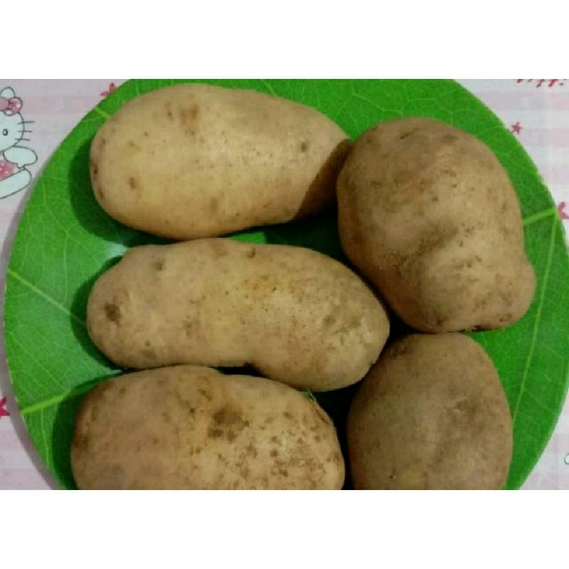 Jual Kentang dieng besar dan sedang | Shopee Indonesia