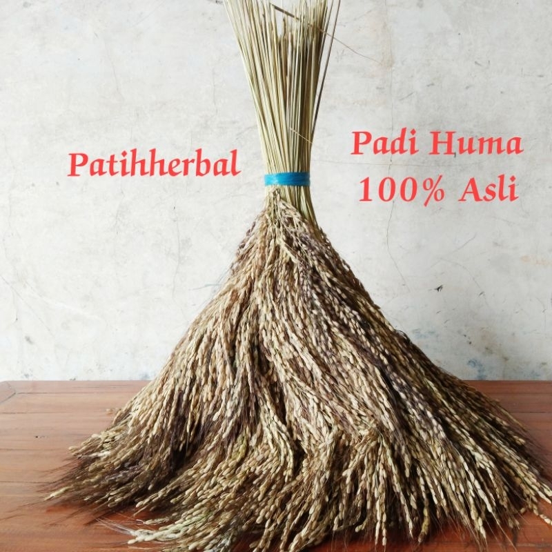 Jual Padi Huma Asli Bertangkai Per 30 Tangkai | Shopee Indonesia