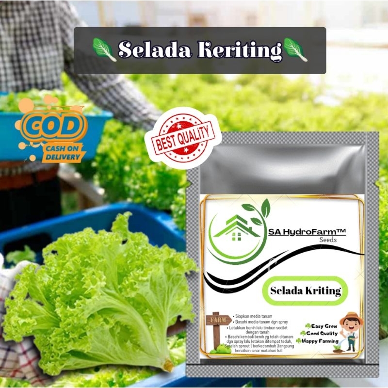 Jual ASA HydroFarm - Benih Bibit Selada Hijau Kriting Grand Rapid Lettuce Repack Kemasan ...